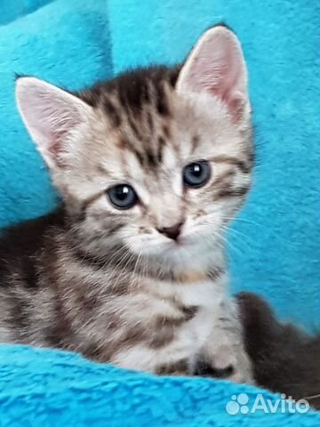 Пасхальные котята