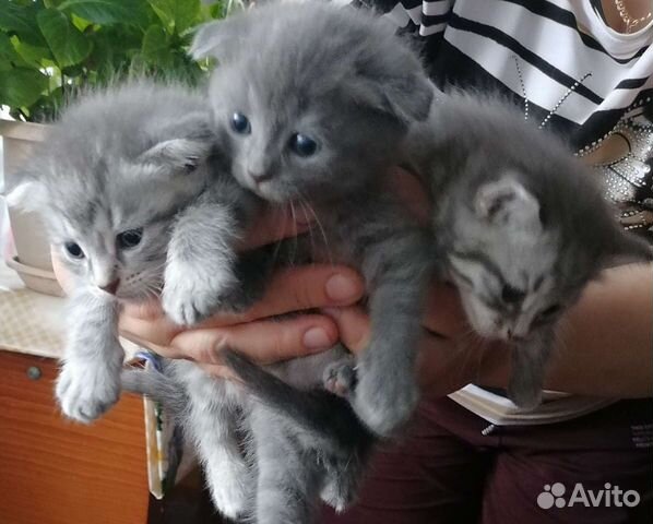 Кошки шотландцы
