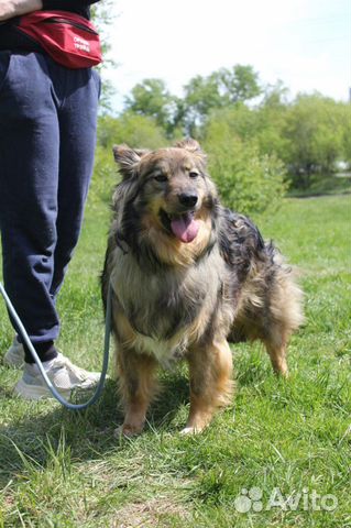 Собака обаяка в добрые руки
