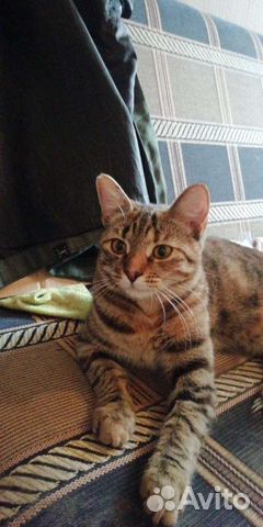 Кошка