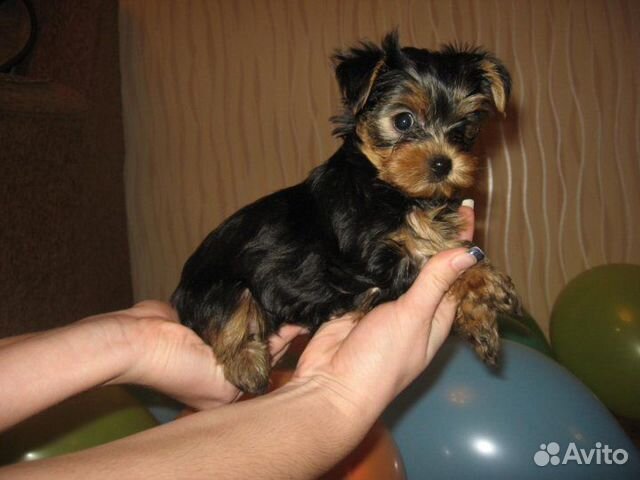 Щенок йорика