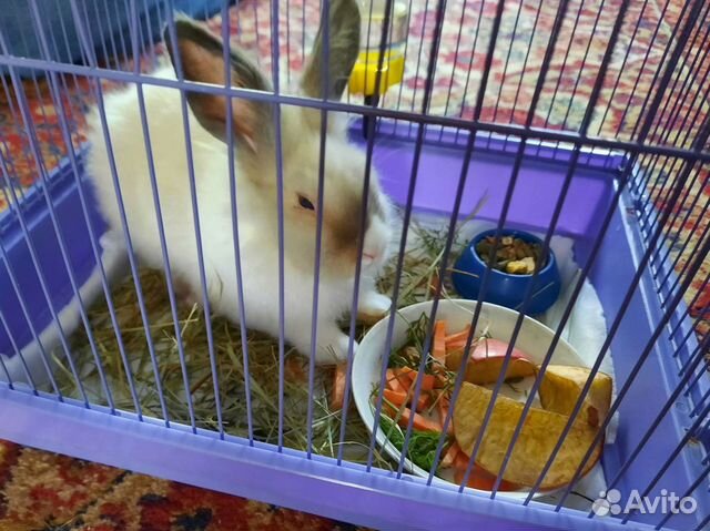 Декоративный кролик