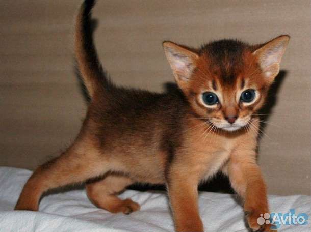 Абиссинская