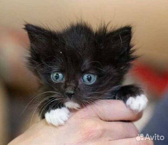 Котенок Леся 1,5-2 мес. в добрые руки