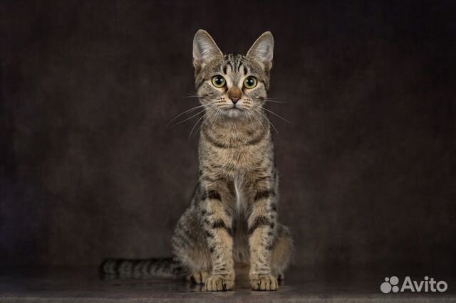 Котенок Ежевика в добрые руки