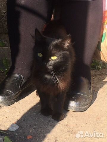 Кошка в добрые руки