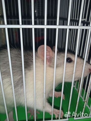 Продам Крыску Дамбо