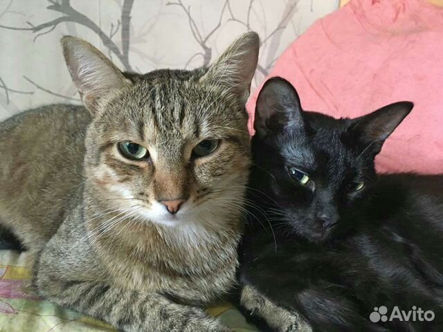 Попугайчики" неразлучники ищут семью