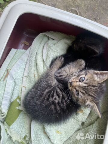Котята ищут дом