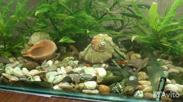 Аквариумные рыбки гуппи