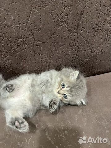 Котёнок шотландский вислоухий