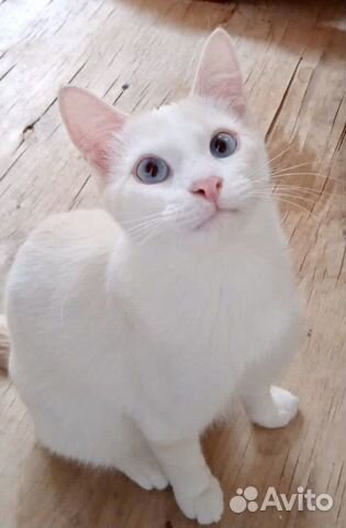 Голубоглазый котенок в добрые руки