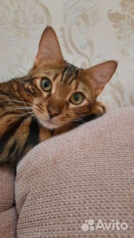 Бенгальская кошка