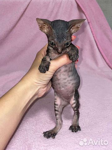 Котенок сфинкс окрас тигр