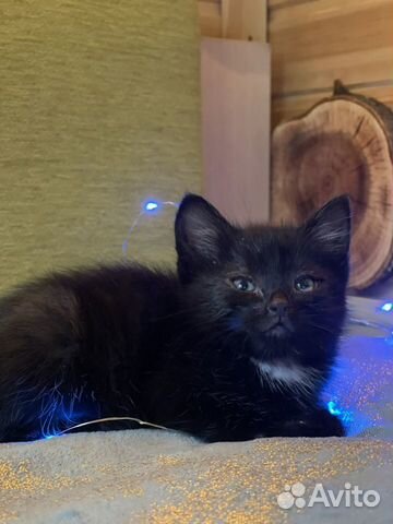 Котята помесь британца
