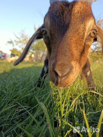 Козел нубийский 50 процентный