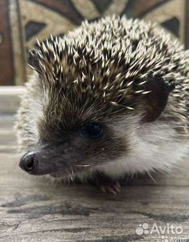 Африканский ëжик