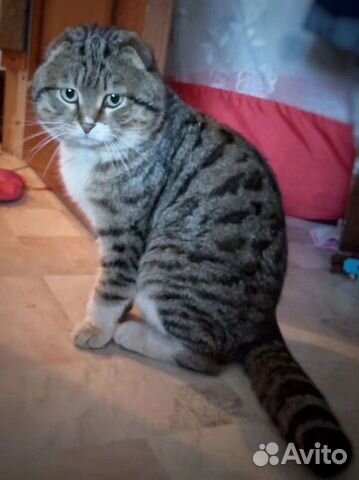 Уличный котейка Шантик ищет дом