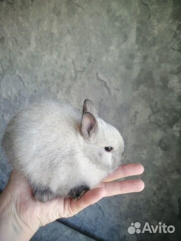 Продам карликового кролика