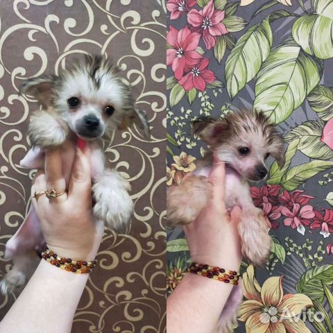 Голый мини мальчик Китайская хохлатая