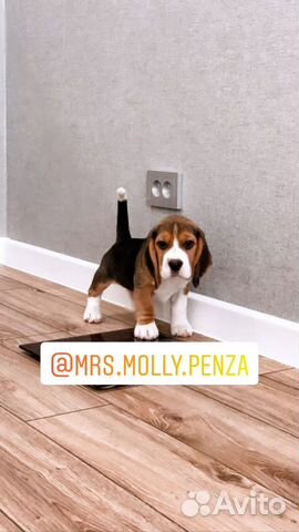Щенок бигля мальчик