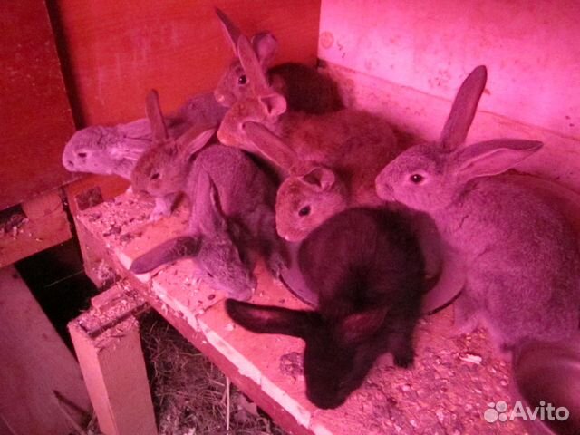 Продам крольчат