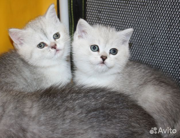 Серебро котятки-родня
