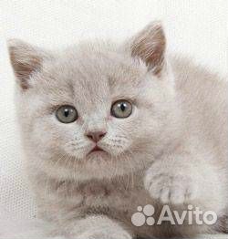 Британский котик лиловый окрас