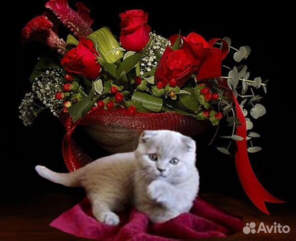 Вислоухий коша лилак