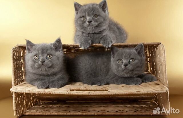 Британские котята