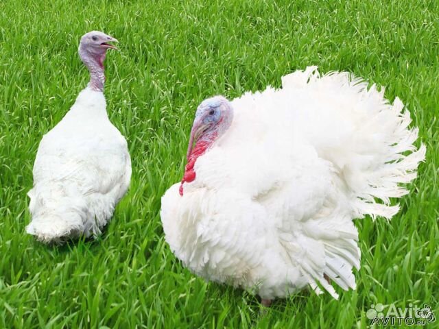 Индюшата суточные и подрощенные