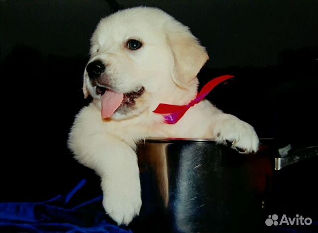 Золотые девочки и мальчики