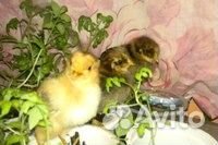 Цыплята Кучинская Юбилейная помесные