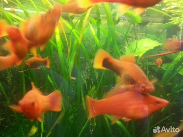Рыбки Меченосец Селекционные