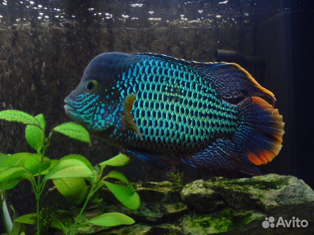 Акара бирюзовая из питомника акарашоп