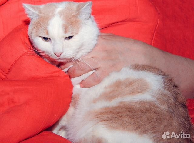 Пёстрый, интересный красавчик - развеет тоску)