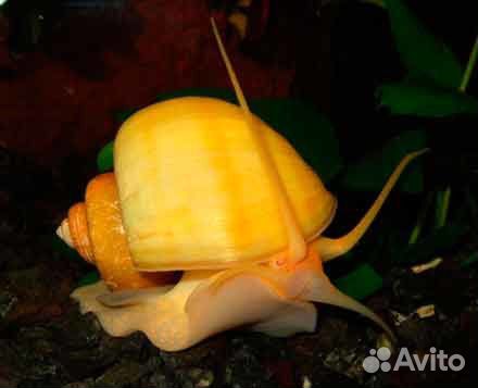 Ампулярия, мелания, хилена