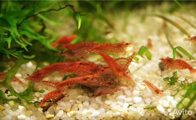 Вишневые креветки