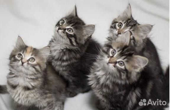 Сибирчики-пушистики породистые