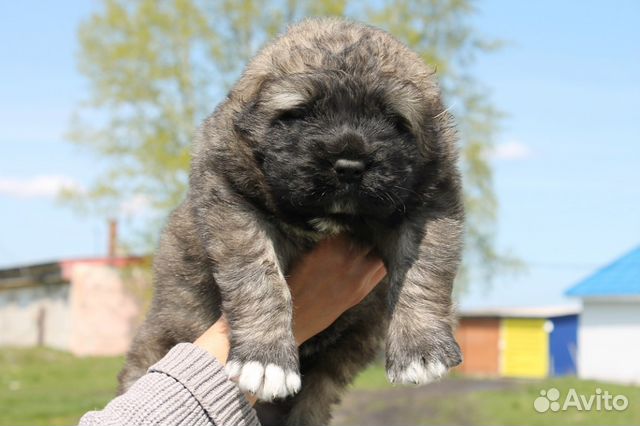 Привитые щенки