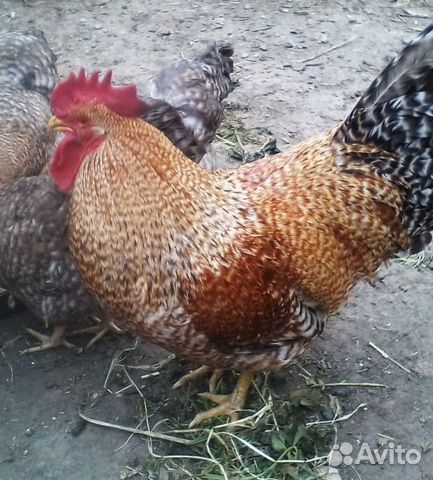 Цыплята Белефельдр