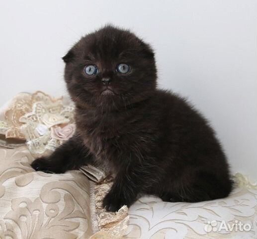 Шотландские котята голубые,шоколадные,черные,лилов