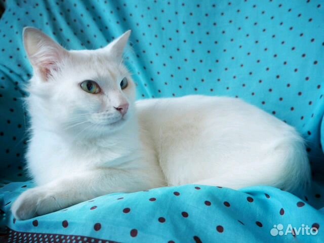 Белая, роскошная кошка Снежана только для Вас