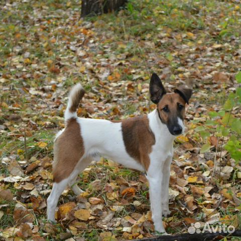 Вязка гладкошерстный фокстерьер