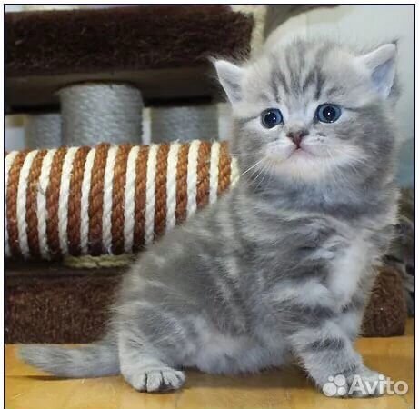 Очаровательная кошечка