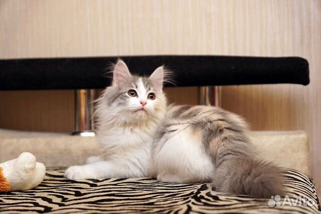 Очаровательная кошечка Ляля в ответственные руки