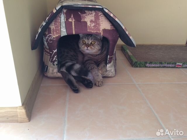 Взрослый шотландец прямоухий