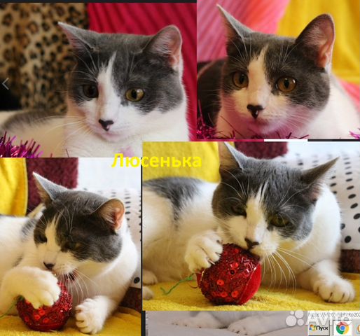 Домашняя девчуля, отказница, лапочка