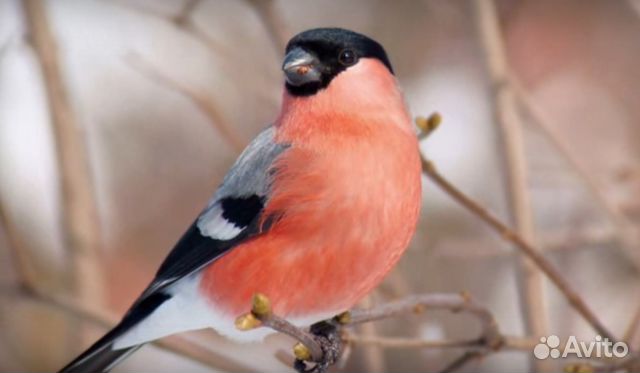 Певчие Птицы