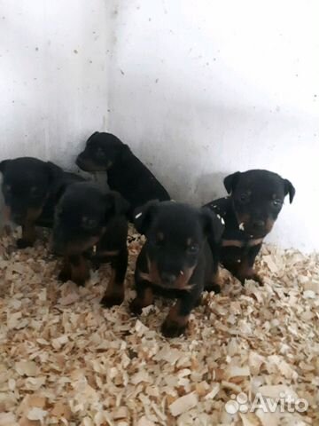 Щенок Ягдтерьер чистокровный